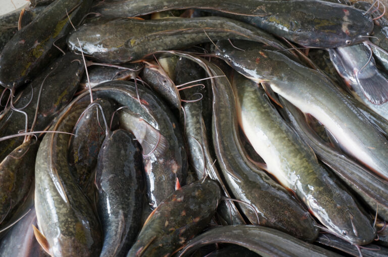 Saky Foods Corporation