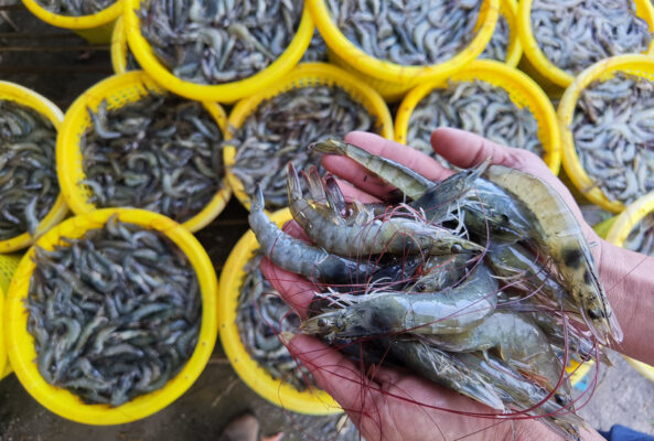 Saky Foods Corporation