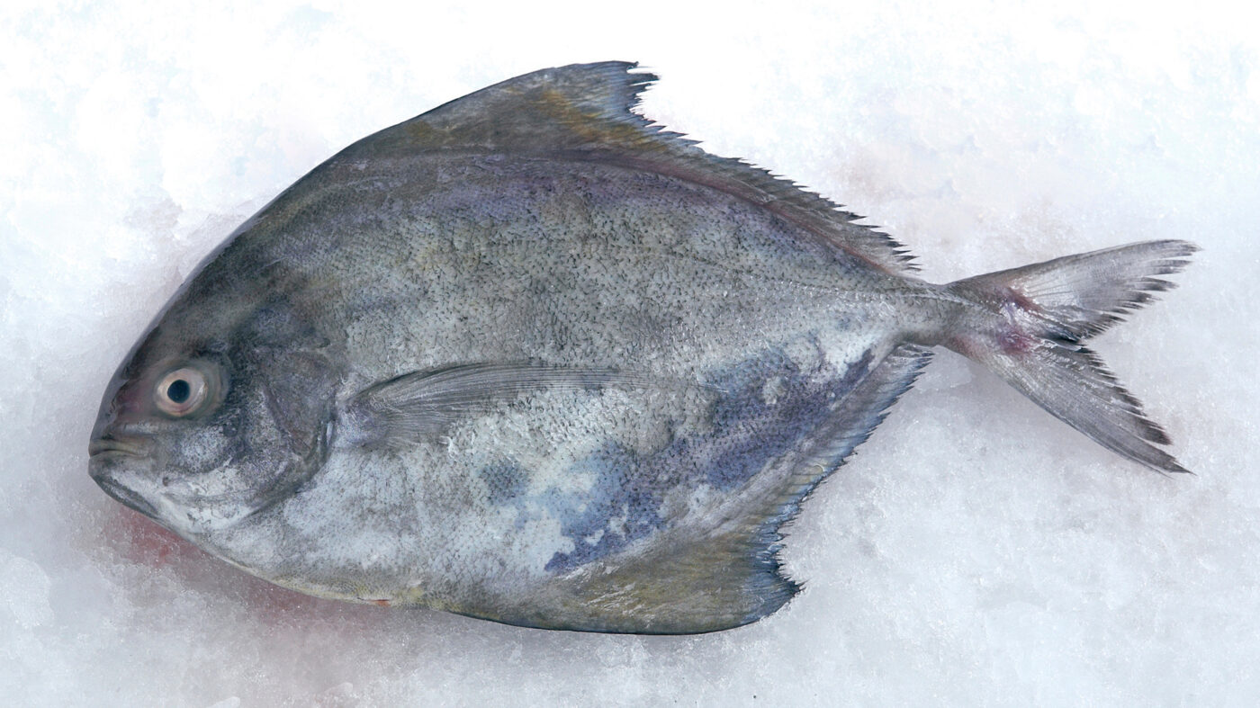 Cá chim đen | Black Pomfret | Cá chim đen thơm ngon, thịt chắc – hải ...