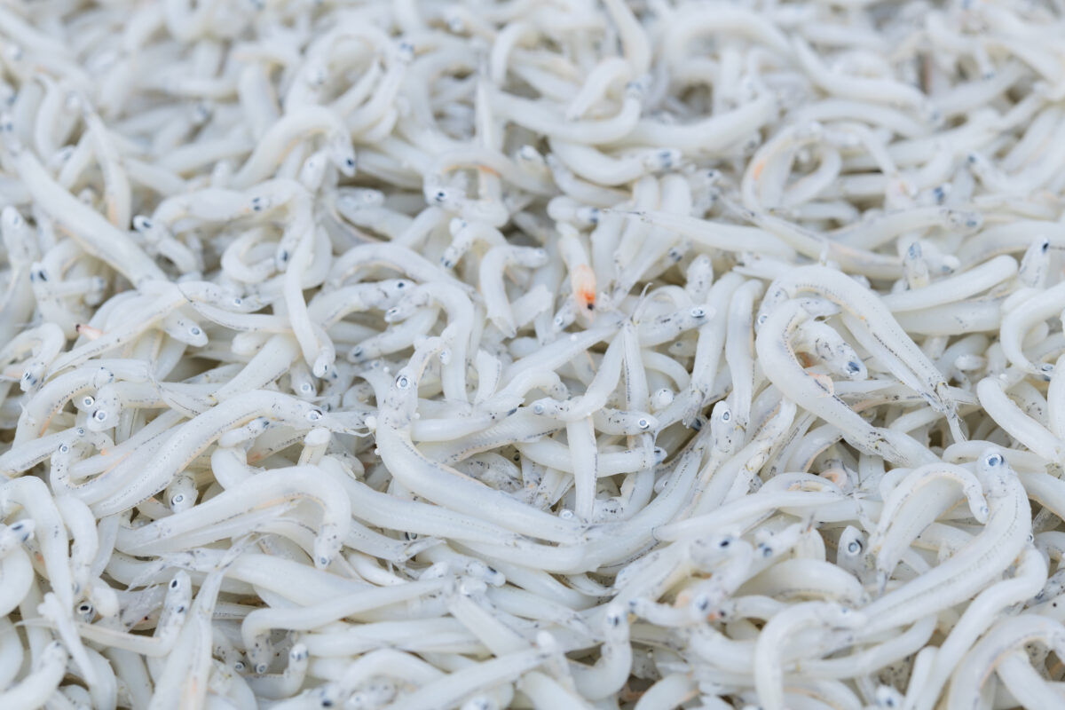 Cá cơm non khô | Chirimen Anchovy | Cá cơm non khô nhỏ gọn, tiện lợi ...