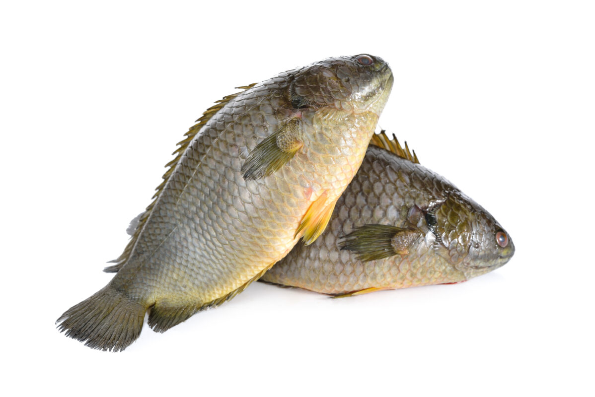 Cá rô đồng | Climbing Perch Fish | Cá rô đồng dân dã – sản phẩm quen ...