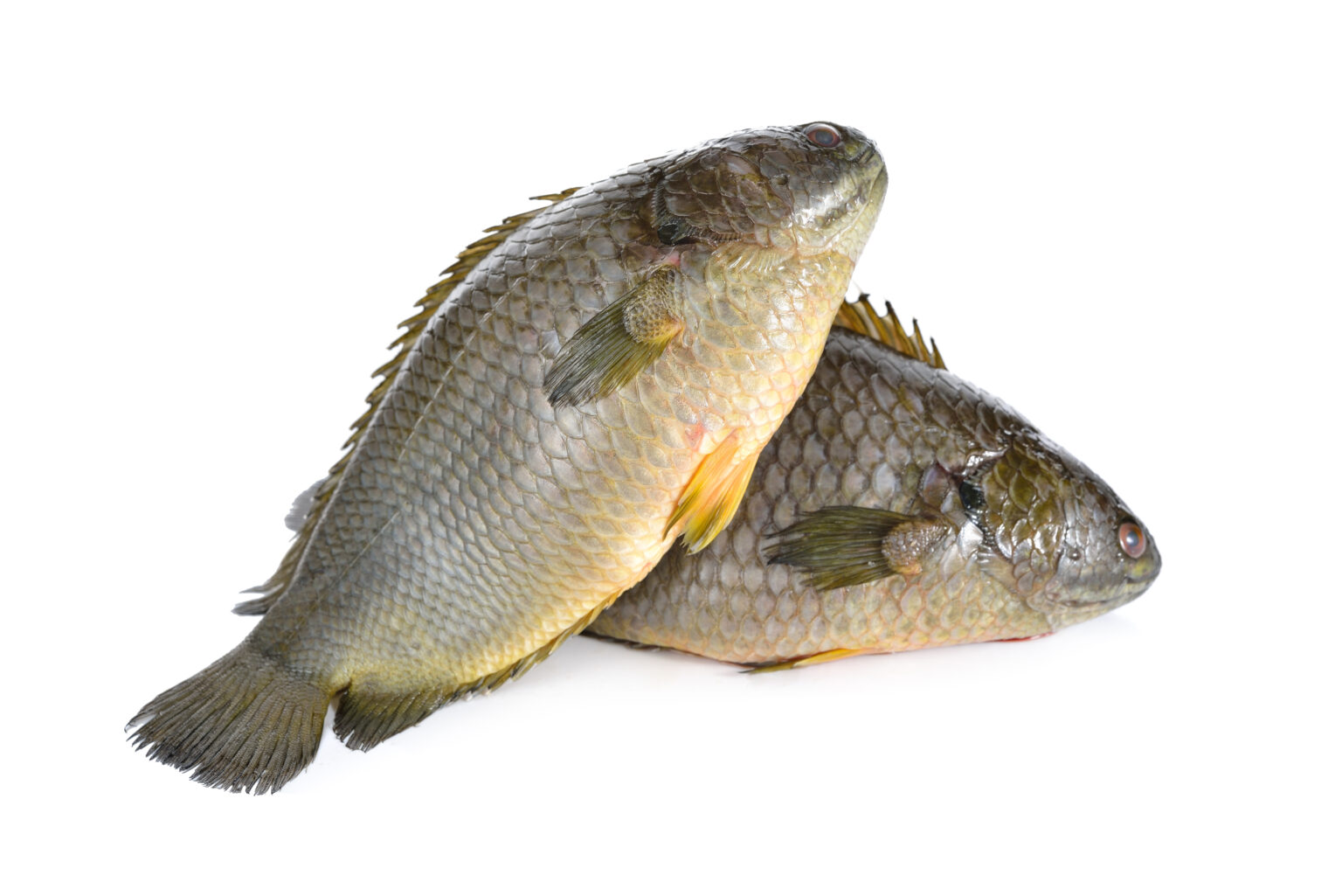 Cá rô đồng | Climbing Perch Fish | Cá rô đồng dân dã – sản phẩm quen ...