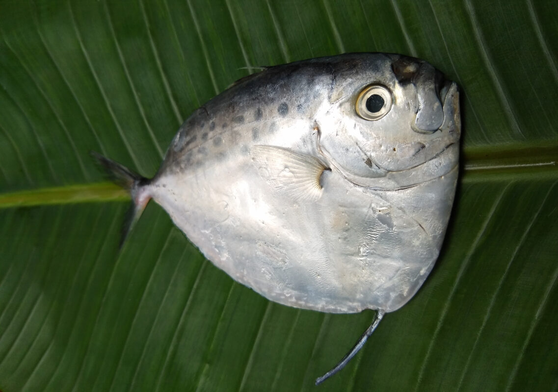Cá mặt trăng | Moonfish | Cá mặt trăng độc đáo, thịt trắng dai – sản ...