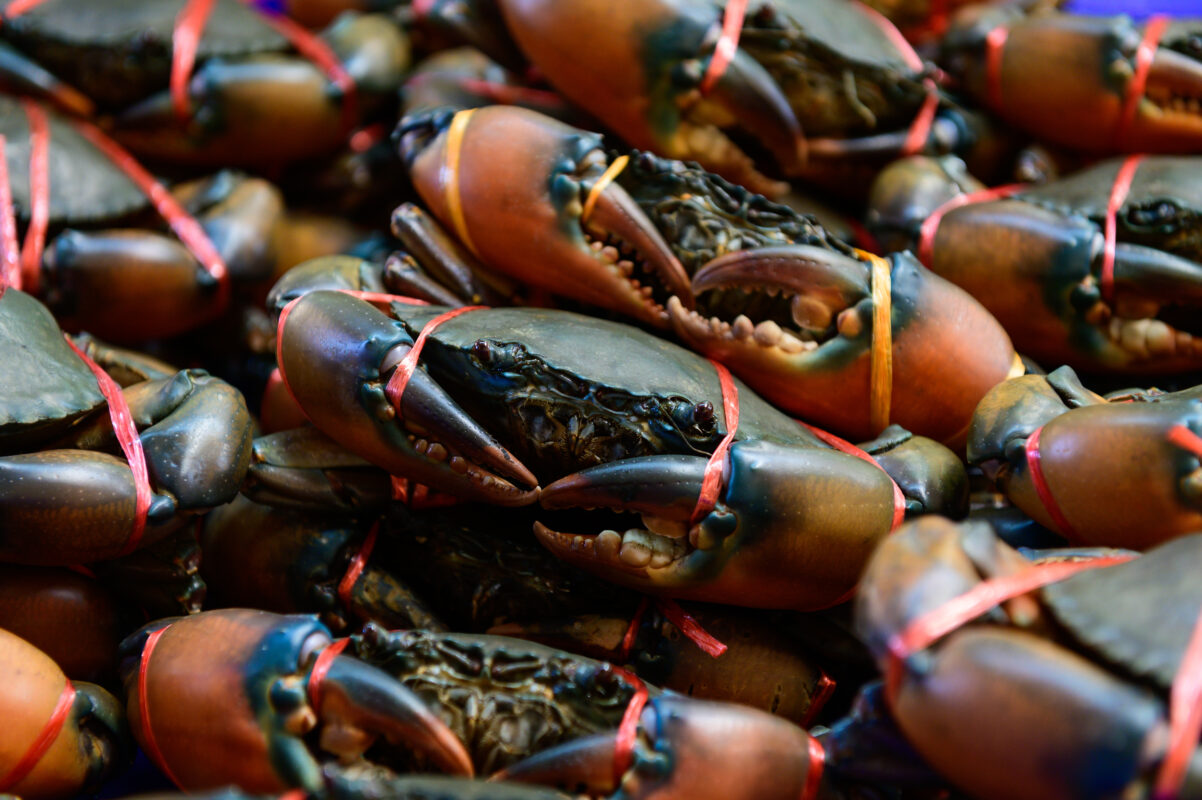 Cua bùn sống | Mud Crab Raw | Cua bùn sống tươi ngon – đặc sản cao cấp ...