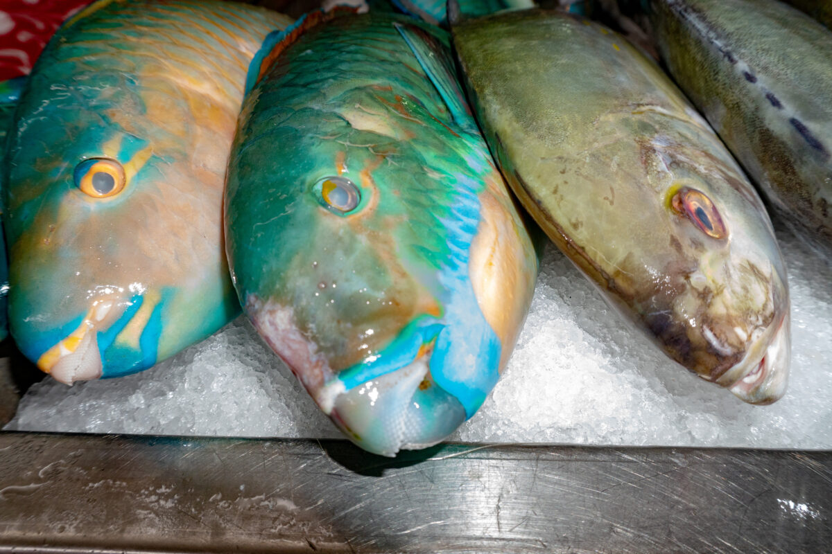 Cá mó | Parrot Fish | Cá mó tươi ngon, giàu dinh dưỡng – đặc sản biển ...