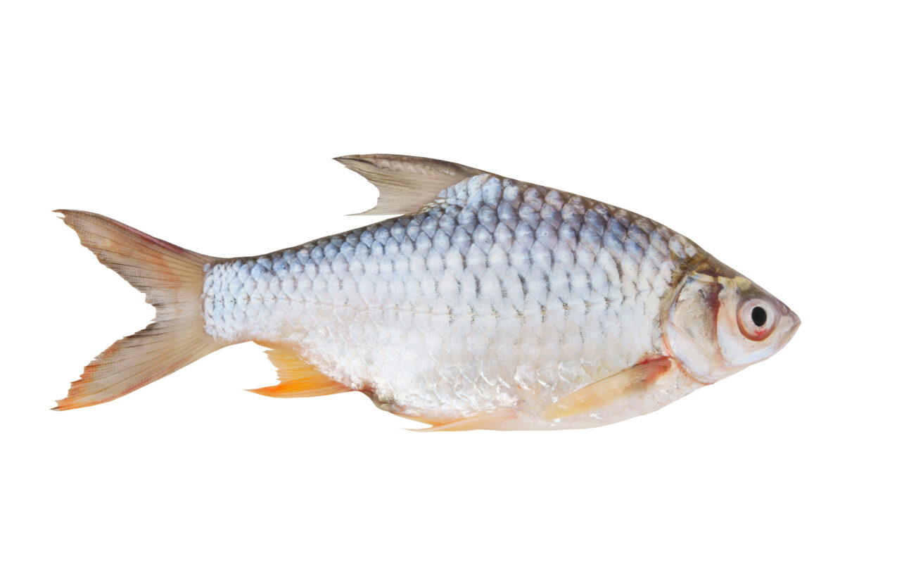 Red Tail Tinfoil Barb