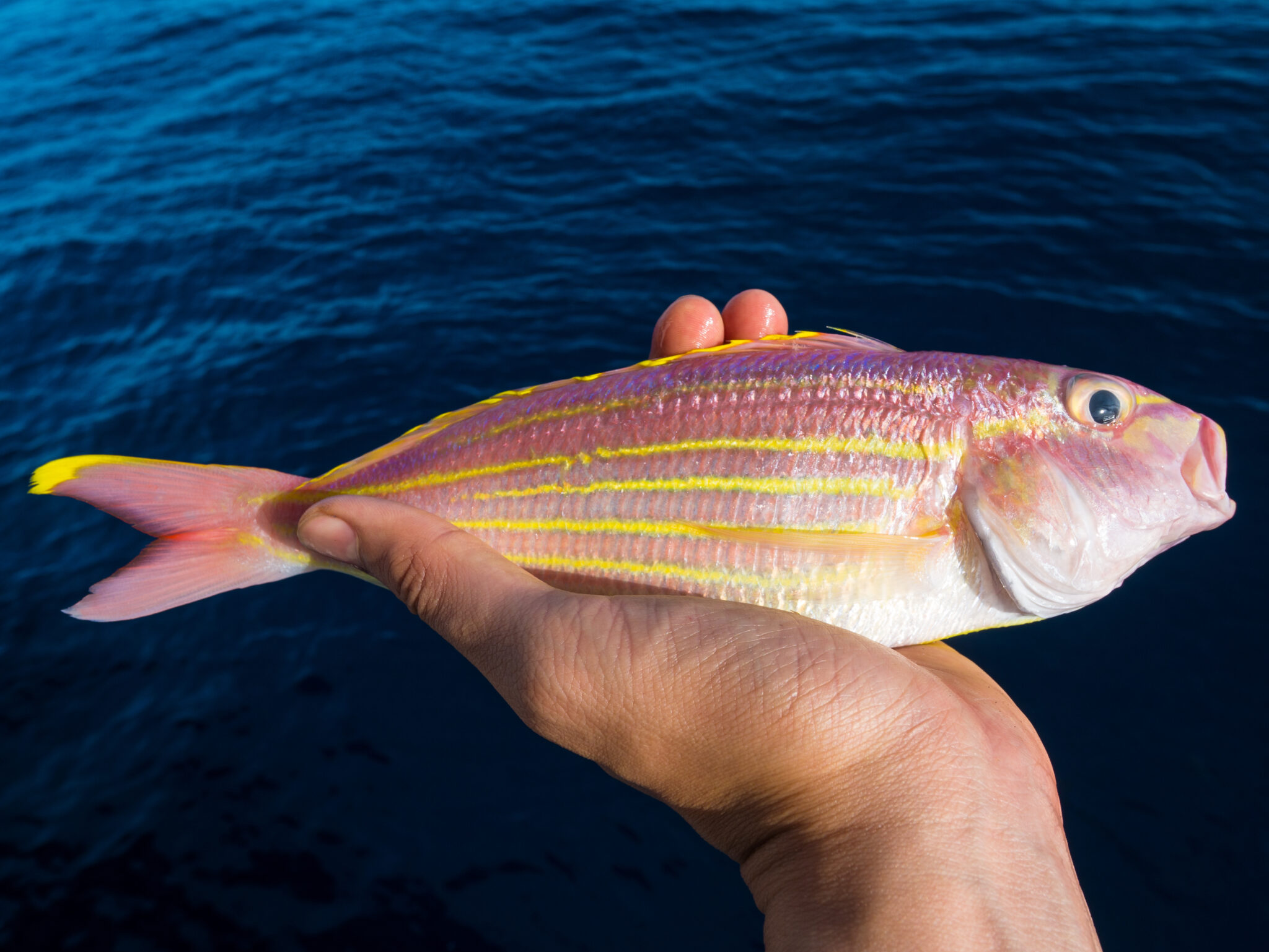 Cá đù trắng | Threadfin Bream | Cá đù trắng tươi ngon – sản phẩm hải ...