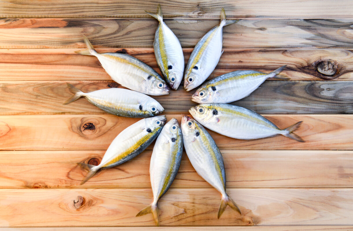 Cá bạc má sọc vàng | Yellow Stripe Scad | Cá bạc má sọc vàng tươi ...